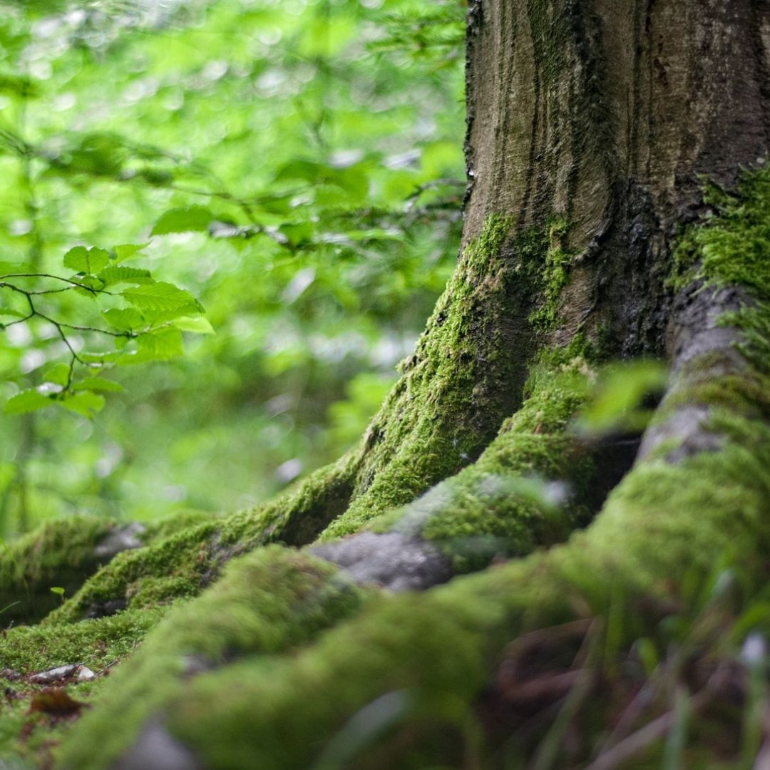 The Magick & Spirit of Trees | TarotPugs