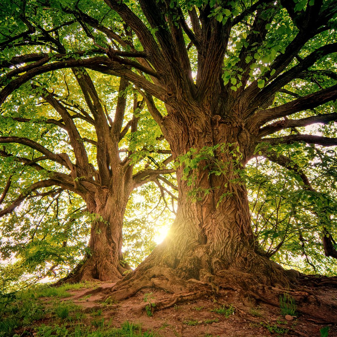 The Magick & Spirit of Trees | TarotPugs